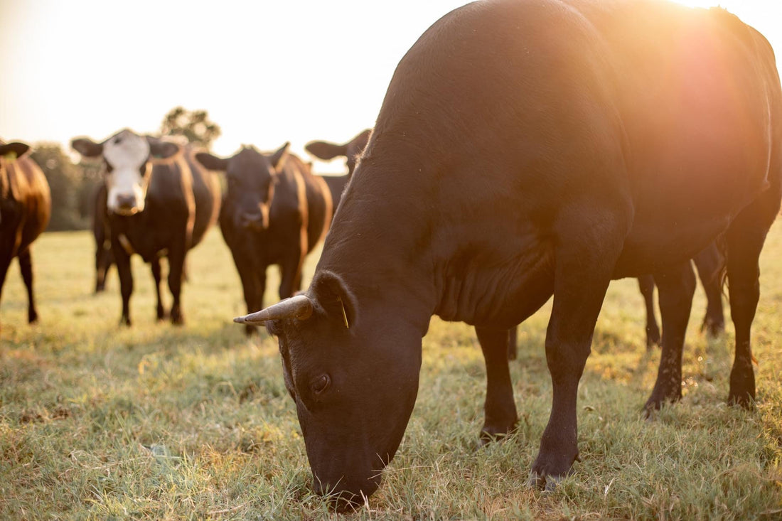 Rockin N Ranch - Blessed and Highly Flavored